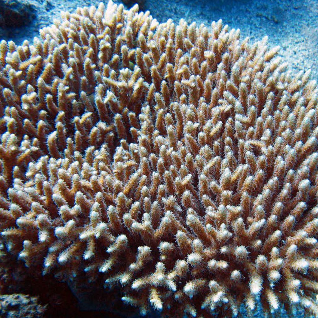 Les coraux (Avril, mai et juin 2018) – Nérée – école de plongée à Peruwelz