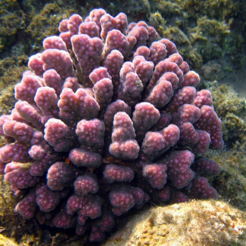 Les coraux (Avril, mai et juin 2018) – Nérée – école de plongée à Peruwelz