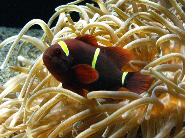 La sexualité étonnante du poisson-clown (Mai et juin 2017) – Nérée ...